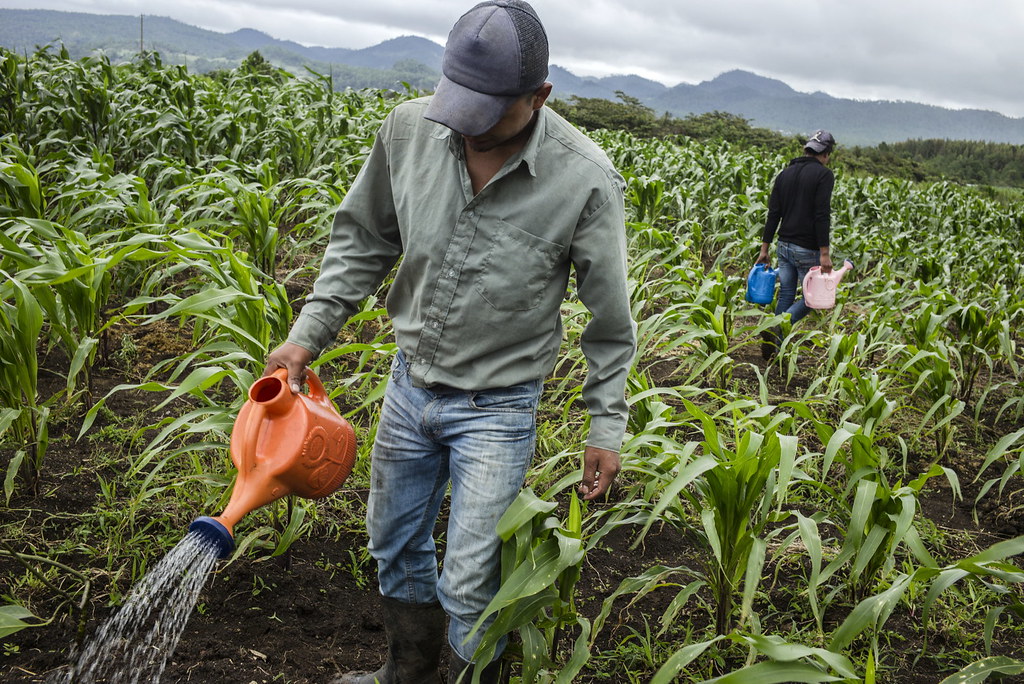 Gradely | Basic Science: Enemies of Farm Crops
